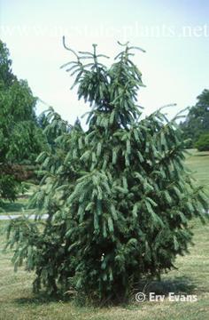 Picea smithiana (Himalayan Spruce, Morinda Spruce, Western Himalayan ...