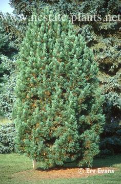 Pinus cembra (Arolla Pine, Swiss Stone Pine) | North Carolina Extension ...