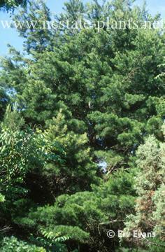 Pinus glabra (Cedar Pine, Spruce Pine, Walter's Pine) | North Carolina ...