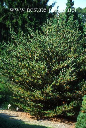 Pinus parviflora (Japanese White Pine) | North Carolina Extension ...