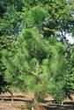 Pinus pinaster (Cluster Pine, Maritime Pine) | North Carolina Extension ...