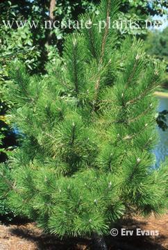 Balkan Pine (Pinus peuce) Care Guide