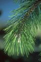 Pinus peuce (Balkan Pine, Macedonian Pine) | North Carolina Extension ...