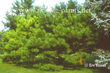 Pinus rigida (Black Pine, Hard Pine, Northern Pitch Pine, Pitch Pine ...