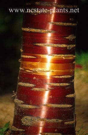 Prunus serrula (Paperbark Cherry) | North Carolina Extension Gardener ...