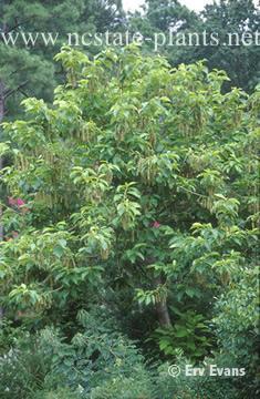 Pterostyrax hispidus (Epaulettetree) | North Carolina Extension ...