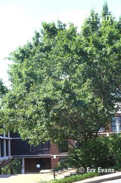 Quercus georgiana (Georgia Oak) | North Carolina Extension Gardener ...