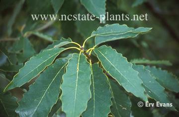 Quercus muehlenbergii (Chinkapin Oak, Chinquapin Oak) | North Carolina ...