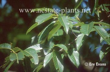 Quercus variabilis (Chinese Cork Oak, Oriental Oak) | North Carolina ...