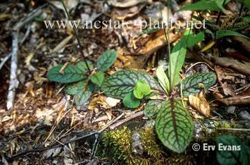Pilosella venosa (Rattlesnake Weed) | North Carolina Extension Gardener ...