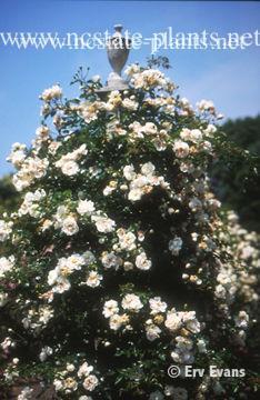 Rosa 'Rene Andre' (Rene Andre) | North Carolina Extension Gardener ...