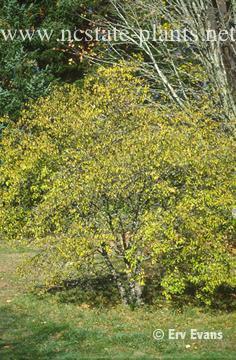Rhamnus cathartica (Common Buckthorn) | North Carolina Extension ...