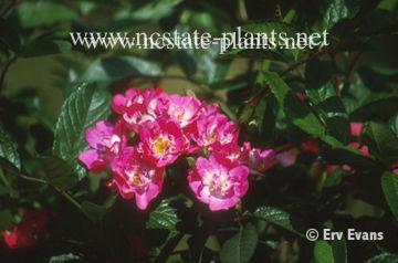 Rosa 'Robin Hood' (Robin Des Bois, Robin Hood) | North Carolina ...