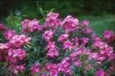 Rosa 'Robin Hood' (Robin Des Bois, Robin Hood) | North Carolina ...