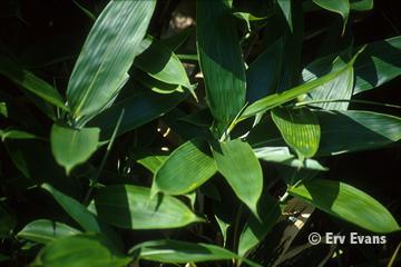 Sasa veitchii (Nagasa Bamboo) | North Carolina Extension Gardener Plant ...