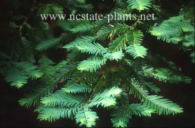 Sequoia sempervirens 'Soquel' (Soquel Redwood) | North Carolina ...
