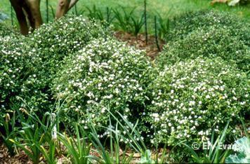 Serissa japonica (Japanese Serissa, Yellow Rim) | North Carolina ...