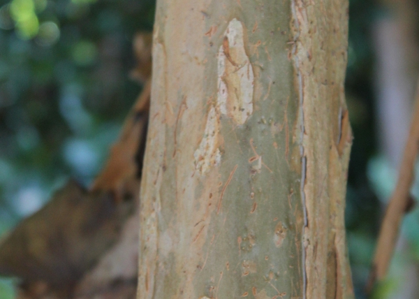 Lagerstroemia indica (Common Crape Myrtle, Crape Flower, Crape Myrtle ...