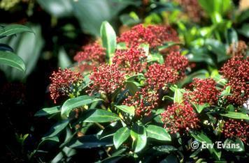 Skimmia japonica (Japanese Skimmia) | North Carolina Extension Gardener ...