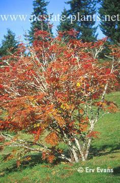 Sorbus commixta (Japanese Mountain Ash, Japanese Rowan) | North ...