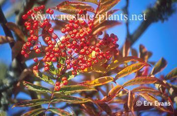 Sorbus commixta (Japanese Mountain Ash, Japanese Rowan) | North ...