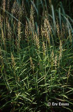 Spodiopogon sibiricus (Frost Grass, Siberian Graybeard, Silver Spike ...