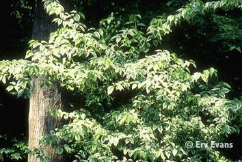 Stachyurus praecox (Early Stachyurus, Stachyurus) | North Carolina ...