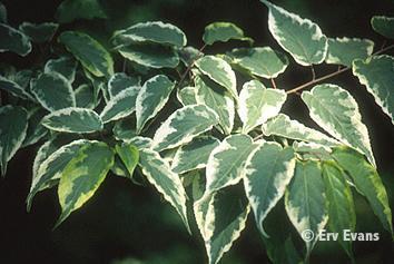 Stachyurus praecox (Early Stachyurus, Stachyurus) | North Carolina ...