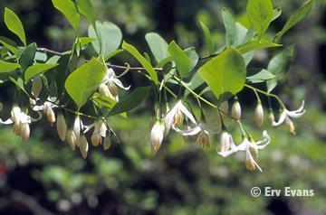 Styrax americanus (American Snowbell, Storax) | North Carolina ...