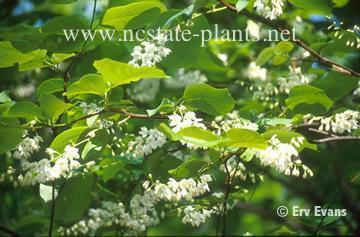 Styrax obassia (Fragrant Styrax) | North Carolina Extension Gardener ...