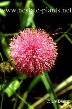 Helonias bullata (Swamp-pink) | North Carolina Extension Gardener Plant ...