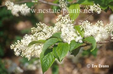 Symplocos paniculata (Asiatic Sweetleaf, Sapphireberry) | North ...