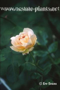 Rosa Tamora 'AUStamora' (Tamora rose) | North Carolina Extension ...