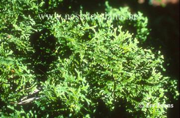 Thuja occidentalis 'Hetz's Midget' (Hetz's Midget Eastern Arborvitae ...