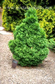 Thuja occidentalis 'Holmstrup' (Holmstrup Arborvitae) | North Carolina ...