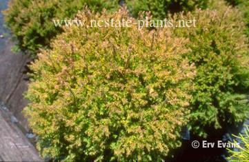 Thuja occidentalis 'Rheingold' (Rheingold Arborvitae) | North Carolina ...