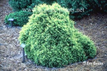 Thuja occidentalis 'Rheingold' (Rheingold Arborvitae) | North Carolina ...