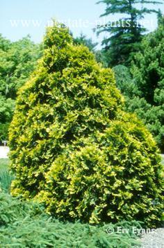 Thuja occidentalis 'Sunkist' (Sunkist Arborvitae) | North Carolina ...
