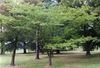 Acer pictum subsp. mono (Painted Maple) | North Carolina Extension ...