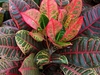 Aucuba japonica (Aucuba, Blotched-Leaved Laurel, Gold Dust, Gold-Leaf ...