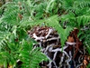 Nephrolepis cordifolia (Dwarf Whitman Fern, Erect Sword Fern, Fishbone ...