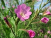 Ludwigia palustris (Marsh Seedbox, Water Purslane) | North Carolina ...