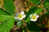 Potentilla indica (Indian Strawberry) | North Carolina Extension ...