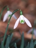 Galanthus nivalis (Common Snowdrop, Snowdrop, Snowdrops) | North ...