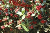 Ilex cornuta 'Rotunda' (Dwarf Chinese Holly, Rotunda Chinese Holly ...