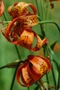 Lilium formosanum (Formosa Lily, Formosan Lily) | North Carolina ...