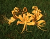 Lycoris (Cluster Amaryllis, Equinox Flower, Hurricane Lilies, Magic ...