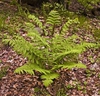 Deparia acrostichoides (Silvery Glade Fern, Silvery Spleenwort) | North ...
