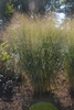 Panicum virgatum (Panic Grass, Panic Grasses, Switchgrass, Switch Grass ...