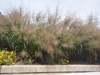 Panicum virgatum (Panic Grass, Panic Grasses, Switchgrass, Switch Grass ...